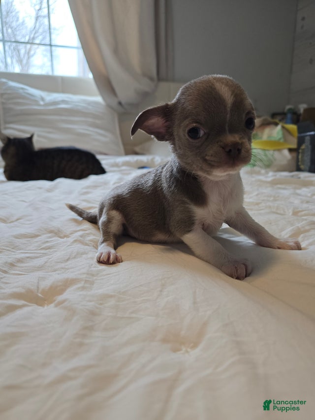 lonnie for sale in Newark Valley | Lancaster Puppies