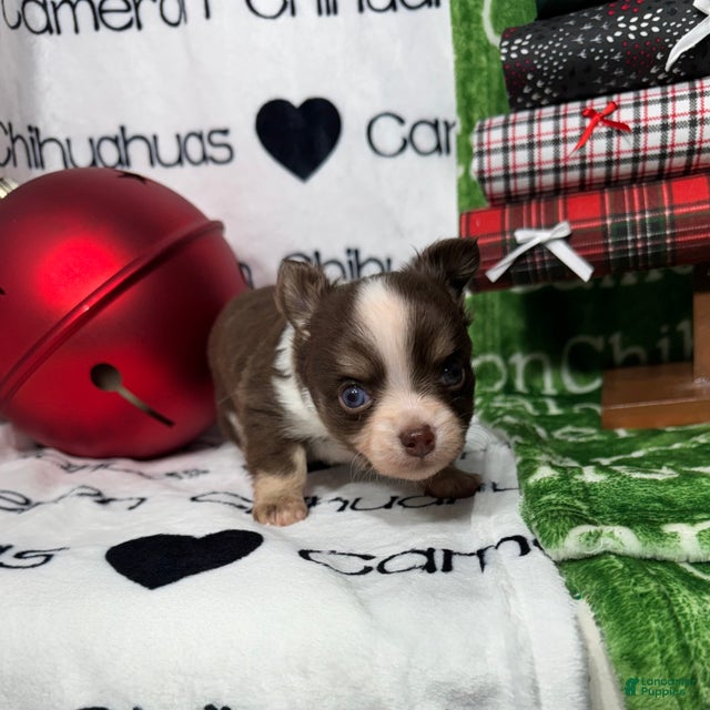 Derek LC Chocolate Tri for sale in Spiro | Lancaster Puppies