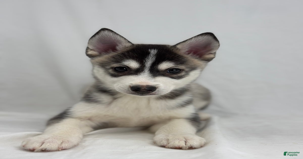 Camila for sale in Shipshewana | Lancaster Puppies