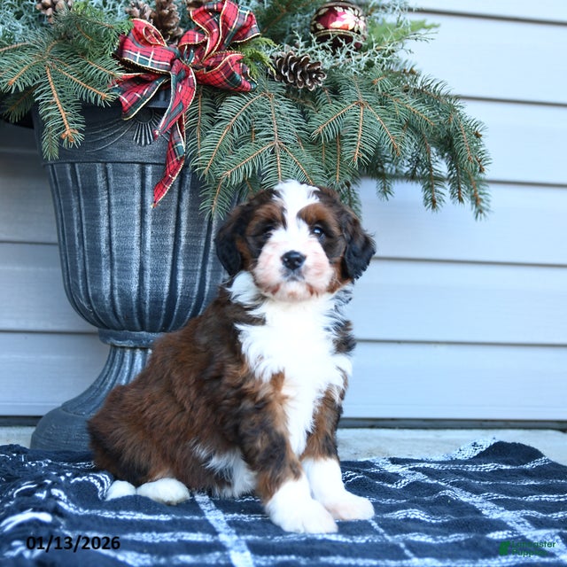 Maria for sale in Honey Brook | Lancaster Puppies