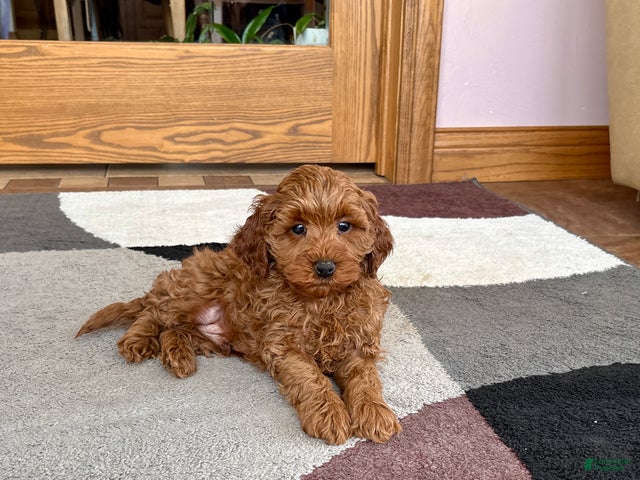 Cavapoo F1b male Puppy 3 for sale in Nappanee | Lancaster Puppies