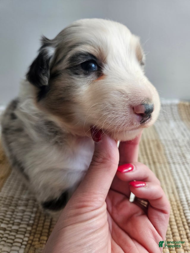 Charlie blue eyes for sale in Crab Orchard | Lancaster Puppies