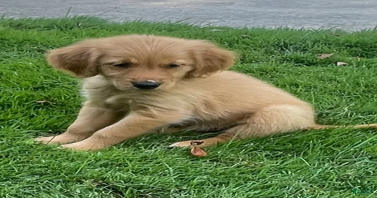 Puppies for sale in Michigan | Lancaster Puppies