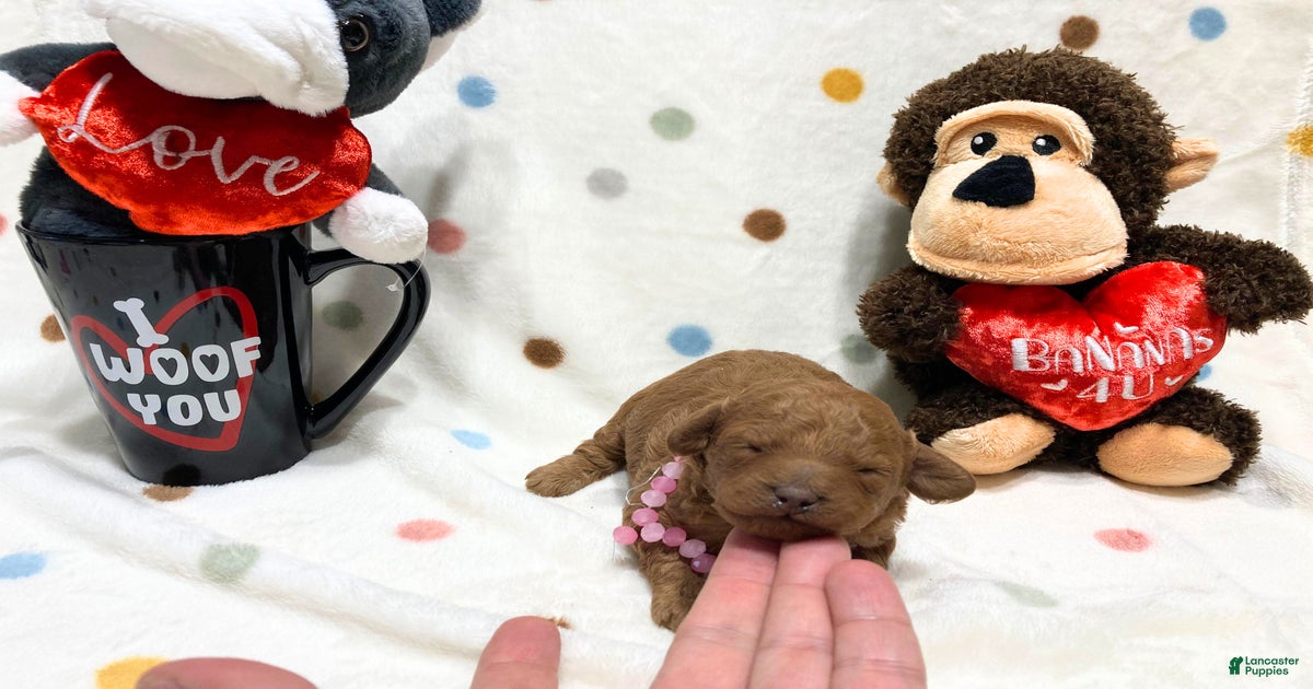 Grace for sale in Houston | Lancaster Puppies