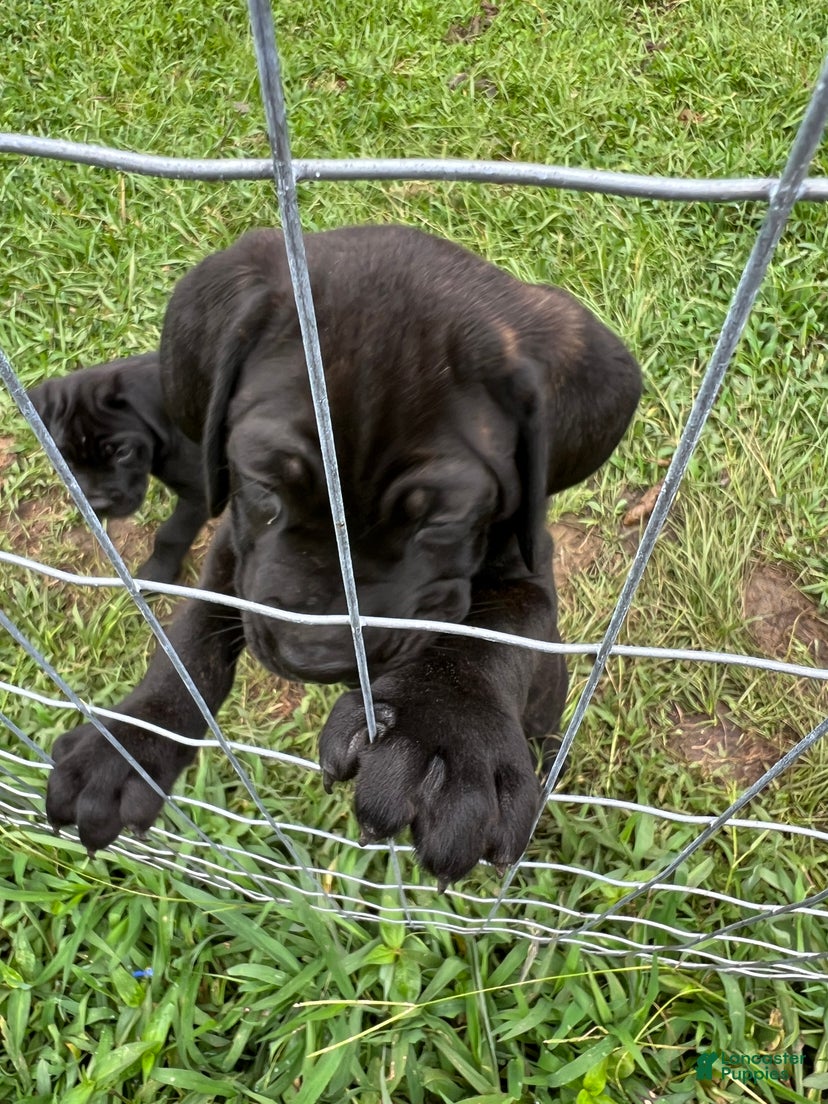 Big Surprise for sale in Hertford | Lancaster Puppies