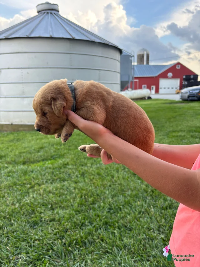Golden Retriever Puppy 3 Golden Retriever for sale in West Alexandria ...
