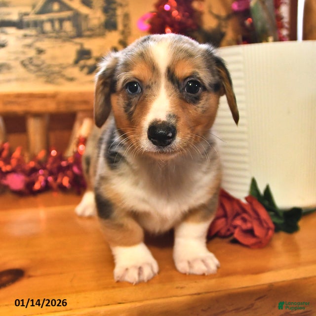 Smokey for sale in Fort Plain | Lancaster Puppies