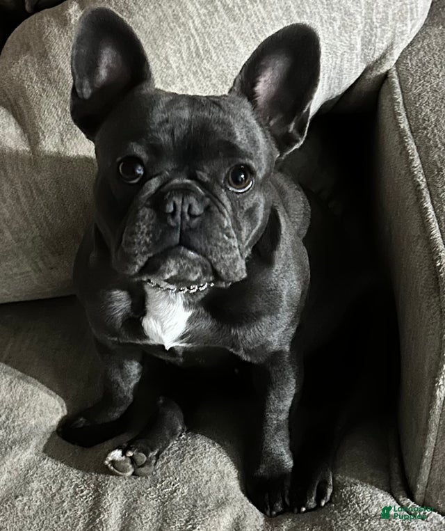 Theo for sale in Denton | Lancaster Puppies