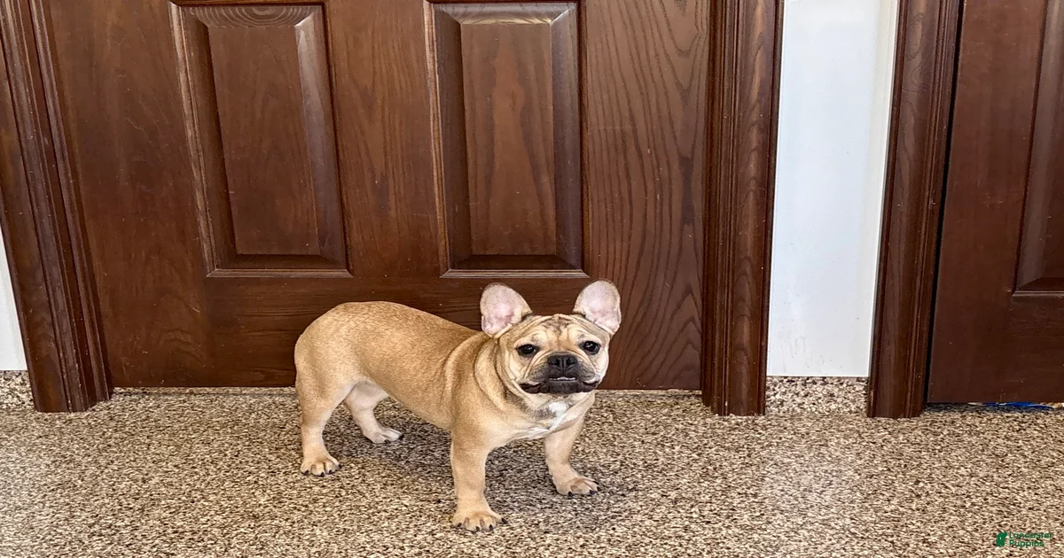 Sandy French Bulldog for sale in Nappanee | Lancaster Puppies