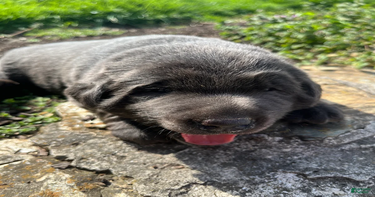 Piper Labrador Retriever for sale in Oxford | Lancaster Puppies