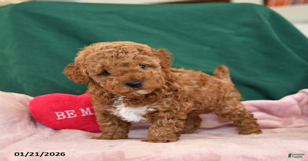 Kermit for sale in Rising Sun | Lancaster Puppies