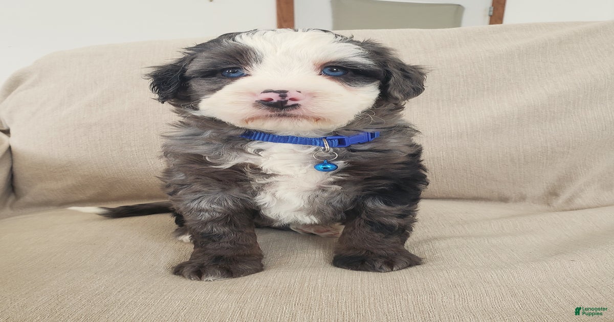 Apollo for sale in Baltic | Lancaster Puppies