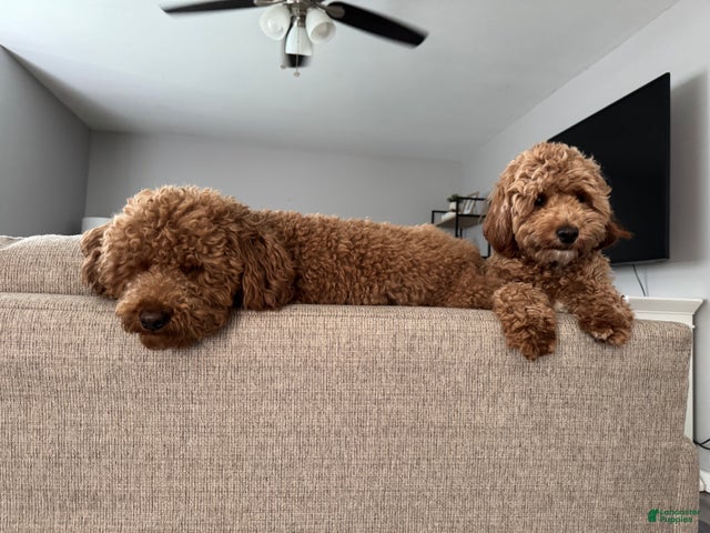 Mini Goldendoodle Puppy 7 for sale in Ephrata | Lancaster Puppies