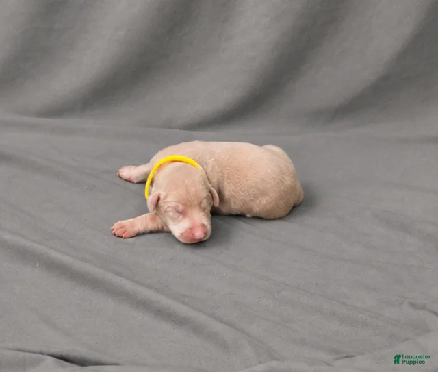 Auriel Doberman Pinscher for sale in Brantley | Lancaster Puppies