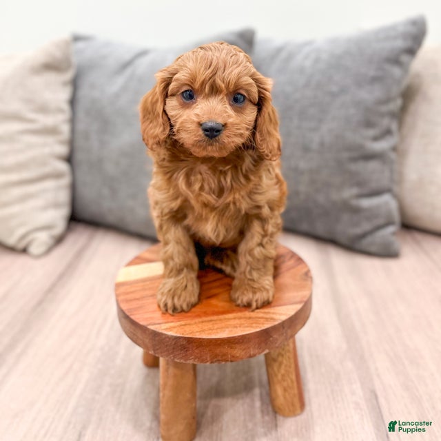 Wally for sale in Dundee | Lancaster Puppies