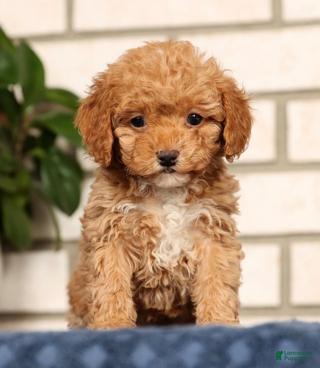 Elsie for sale in Millersburg | Lancaster Puppies