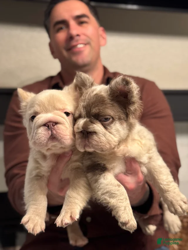 Gatsby for sale in San Diego | Lancaster Puppies