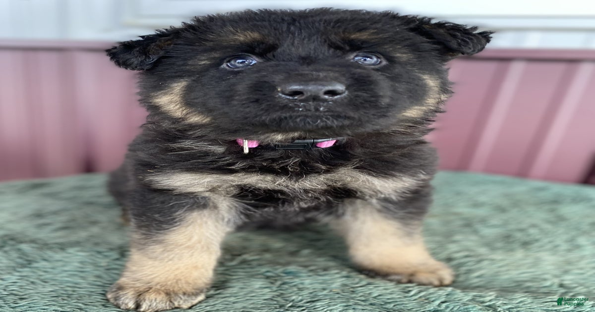 German Shepherd Puppy 3 Molly for sale in Dayton | Lancaster Puppies