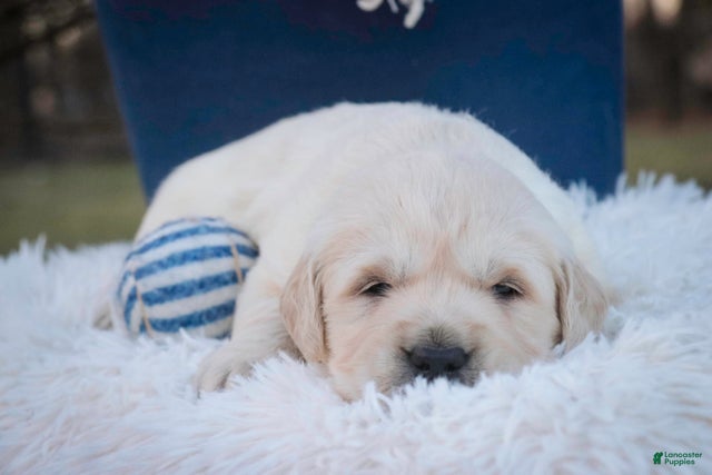 Rugby for sale in Milford | Lancaster Puppies