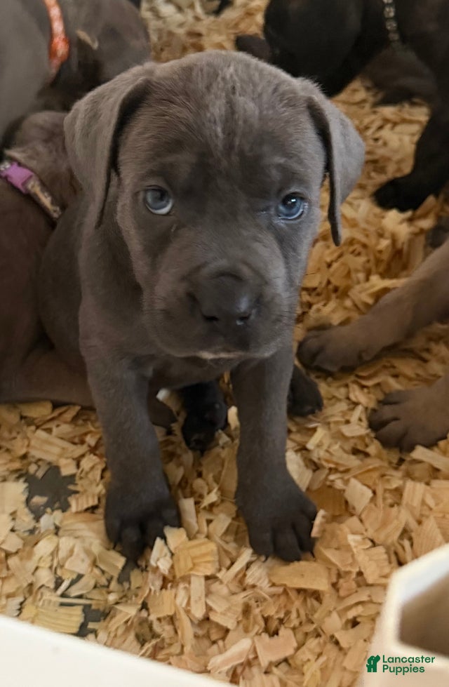 Lexi for sale in Paterson | Lancaster Puppies
