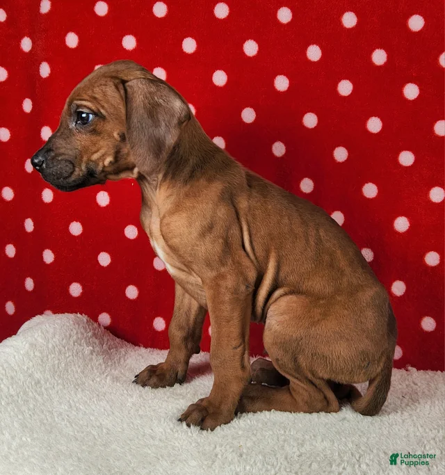 Toby for sale in Jonestown | Lancaster Puppies