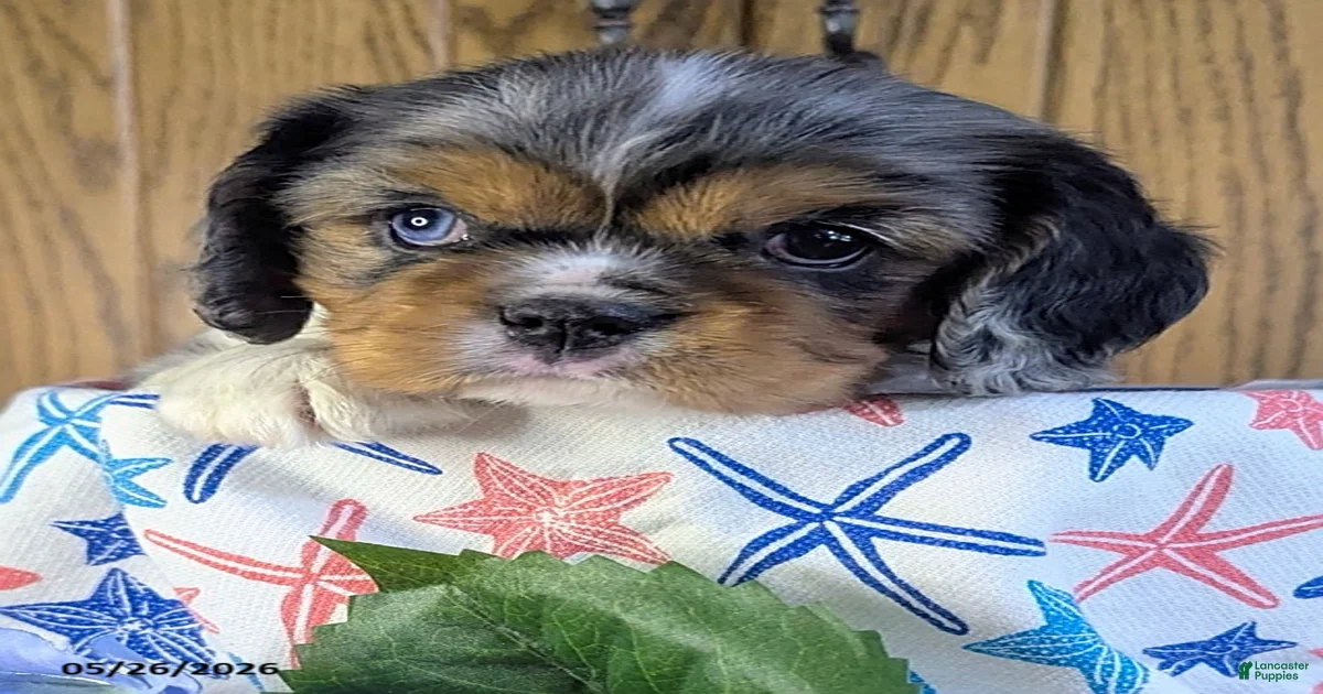 Max Cavalier King Charles Spaniel for sale in Rushsylvania | Lancaster ...