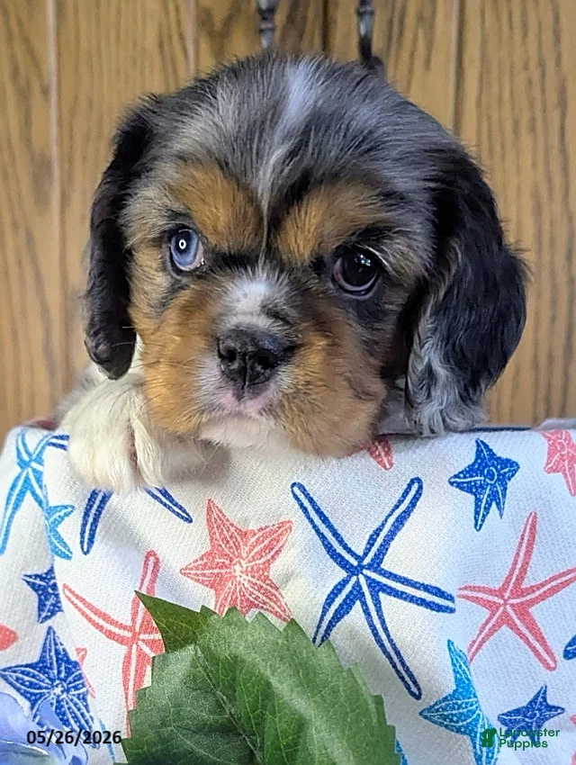 Max Cavalier King Charles Spaniel for sale in Rushsylvania | Lancaster ...