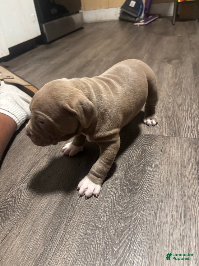 American Pit Bull Terrier Puppy 1 for sale in Selma | Lancaster Puppies