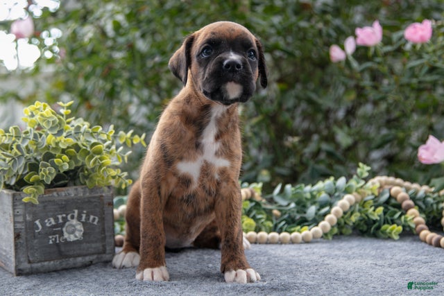 Payton - Boxer litter of 8 puppies for sale in Kirkwood | Lancaster Puppies