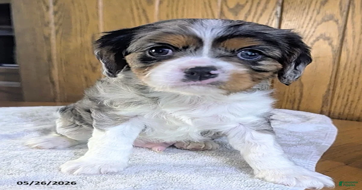 Mason Cavalier King Charles Spaniel for sale in Rushsylvania ...