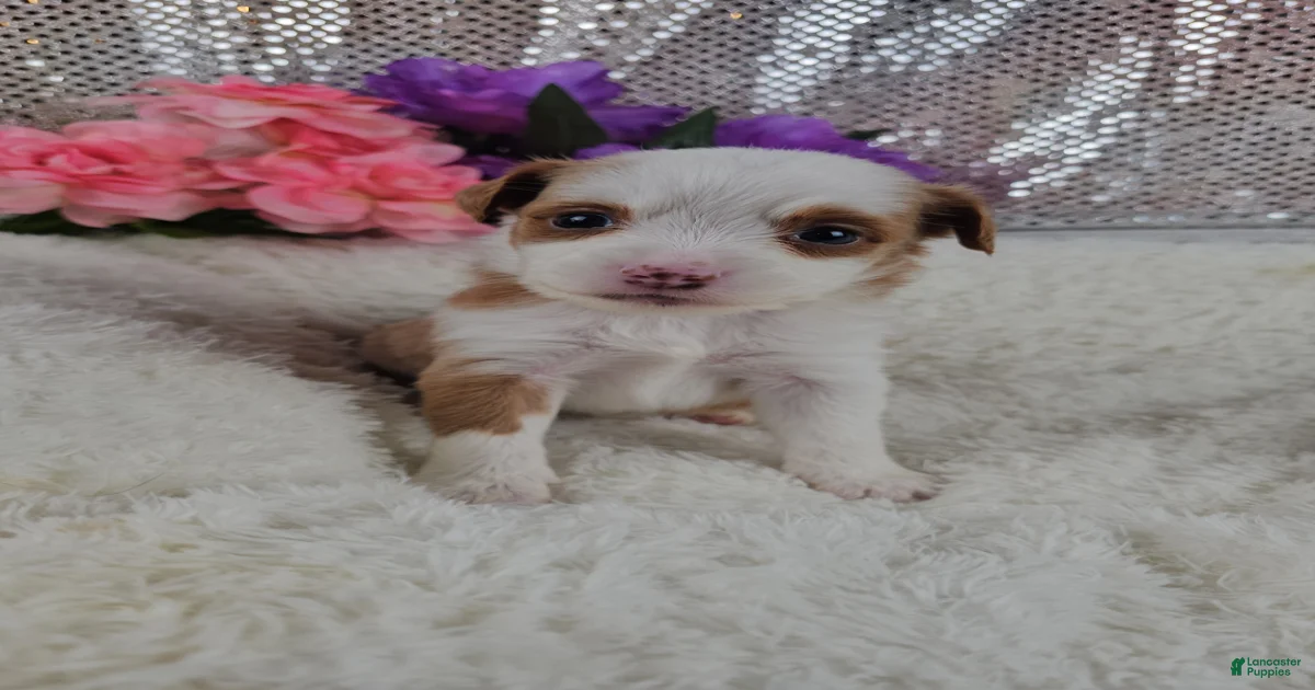Puppies for sale in Illinois | Lancaster Puppies