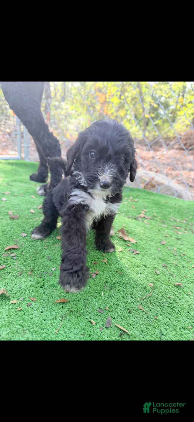 Bingo for sale in Fort Loudon | Lancaster Puppies