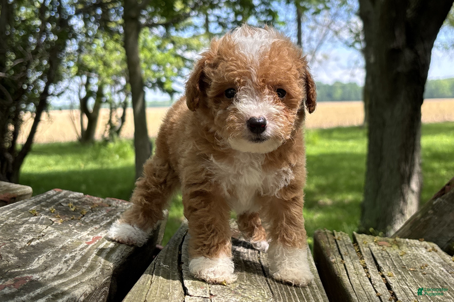 Brooke Mini Goldendoodle for sale in Hoagland | Lancaster Puppies