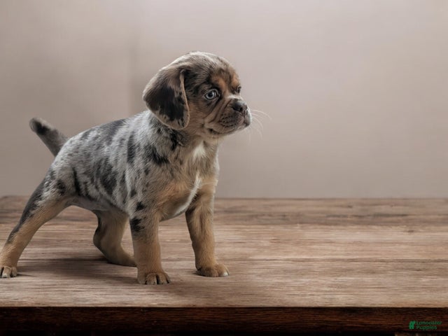 Mocha for sale in Dorset | Lancaster Puppies
