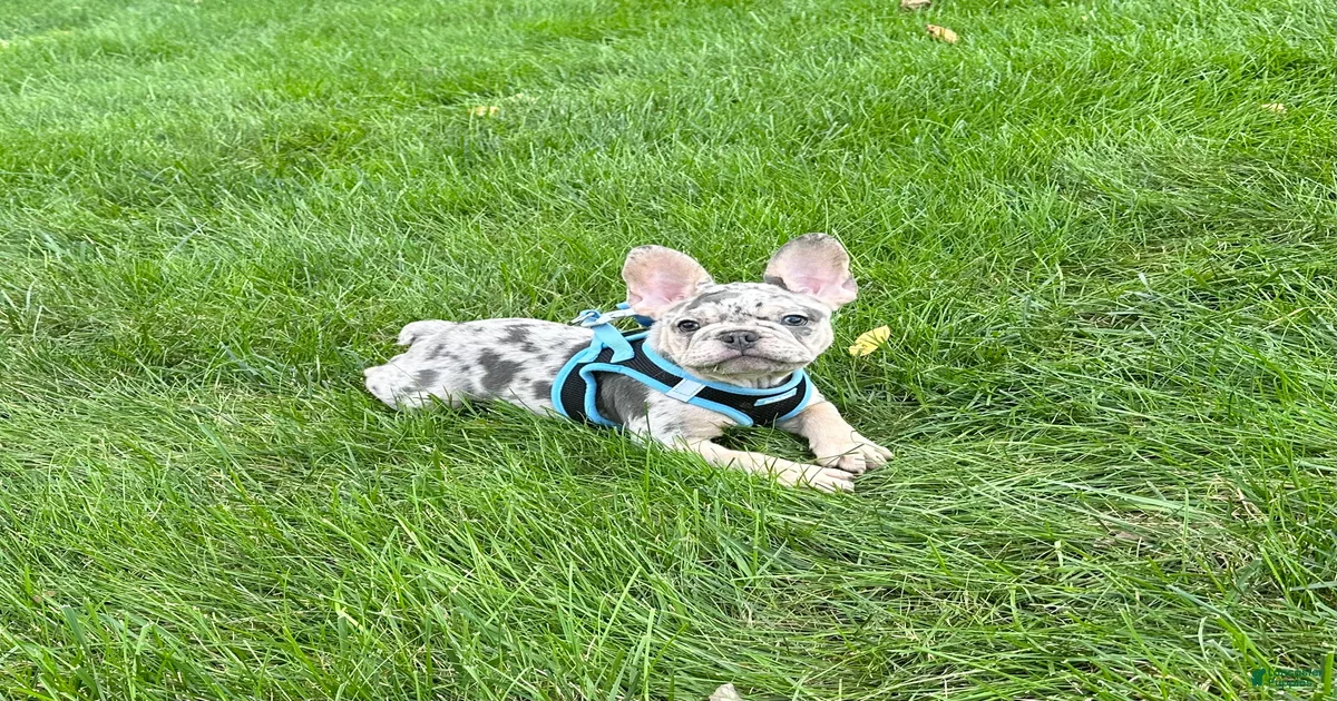 French Bulldog Puppies for sale in Ohio | Lancaster Puppies