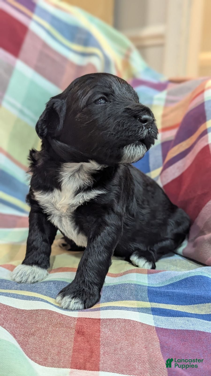 Portuguese Water Dog Puppies for sale | Lancaster Puppies