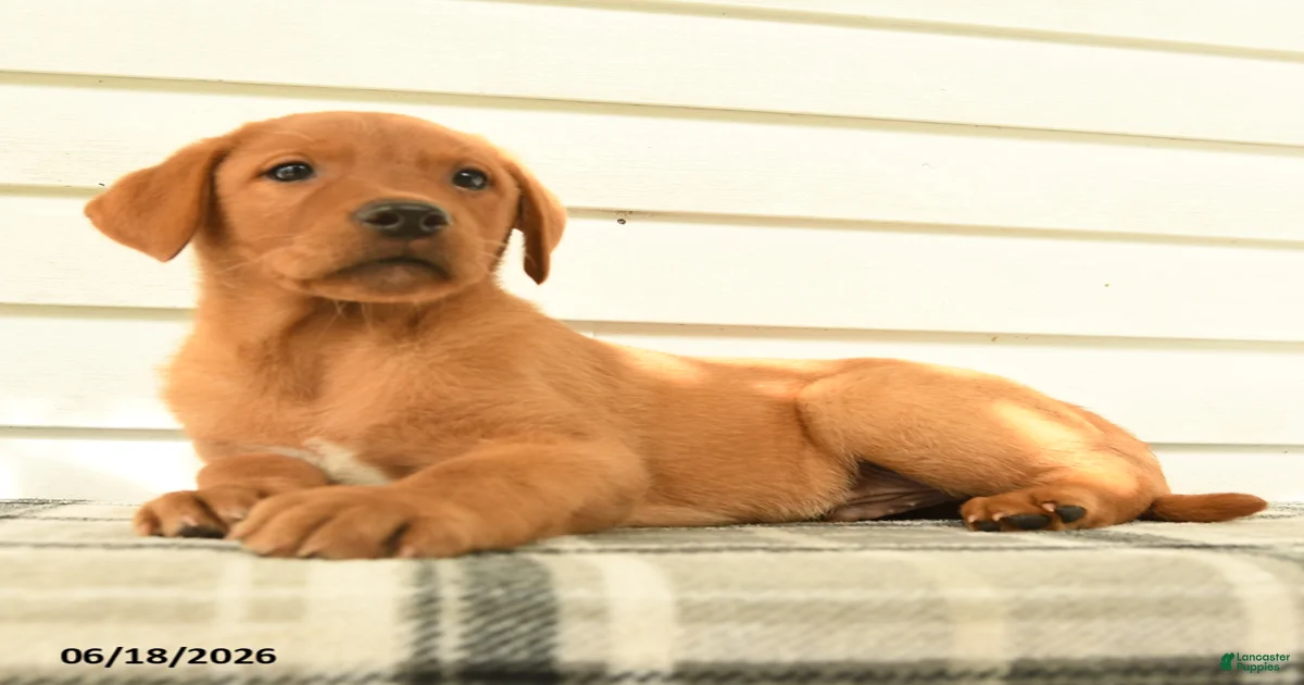 White Labrador Retriever Puppies for sale | Lancaster Puppies