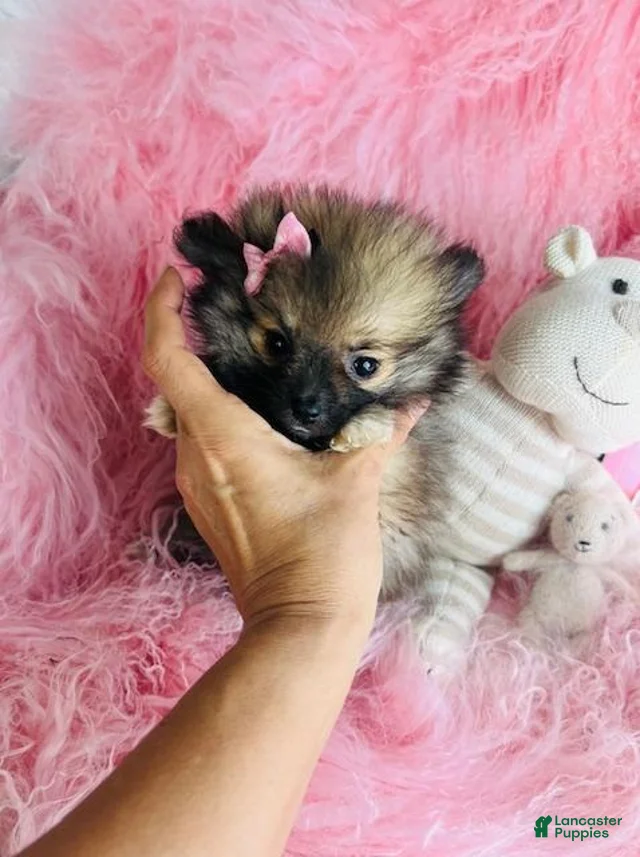 Pomeranian 1 Pomeranian for sale in Boca Raton | Lancaster Puppies