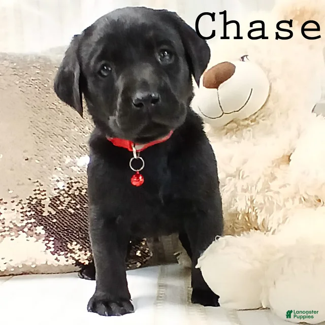 CHASE for sale in Apple Creek | Lancaster Puppies
