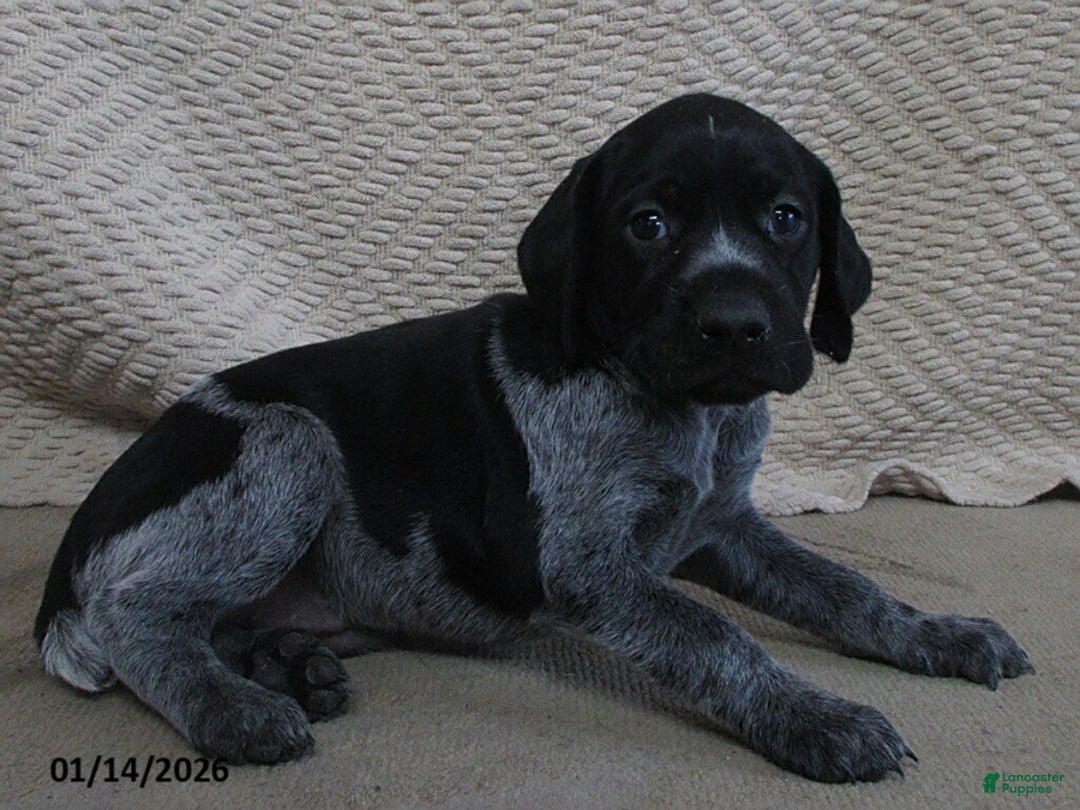 Patricia for sale in Columbia Cross Roads | Lancaster Puppies