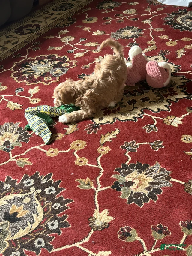 Lily Cavapoo Puppy 3 Cavapoo for sale in Vestal | Lancaster Puppies