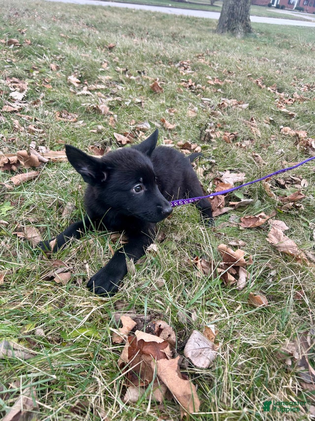 German Shepherd Purple for sale in Botkins | Lancaster Puppies