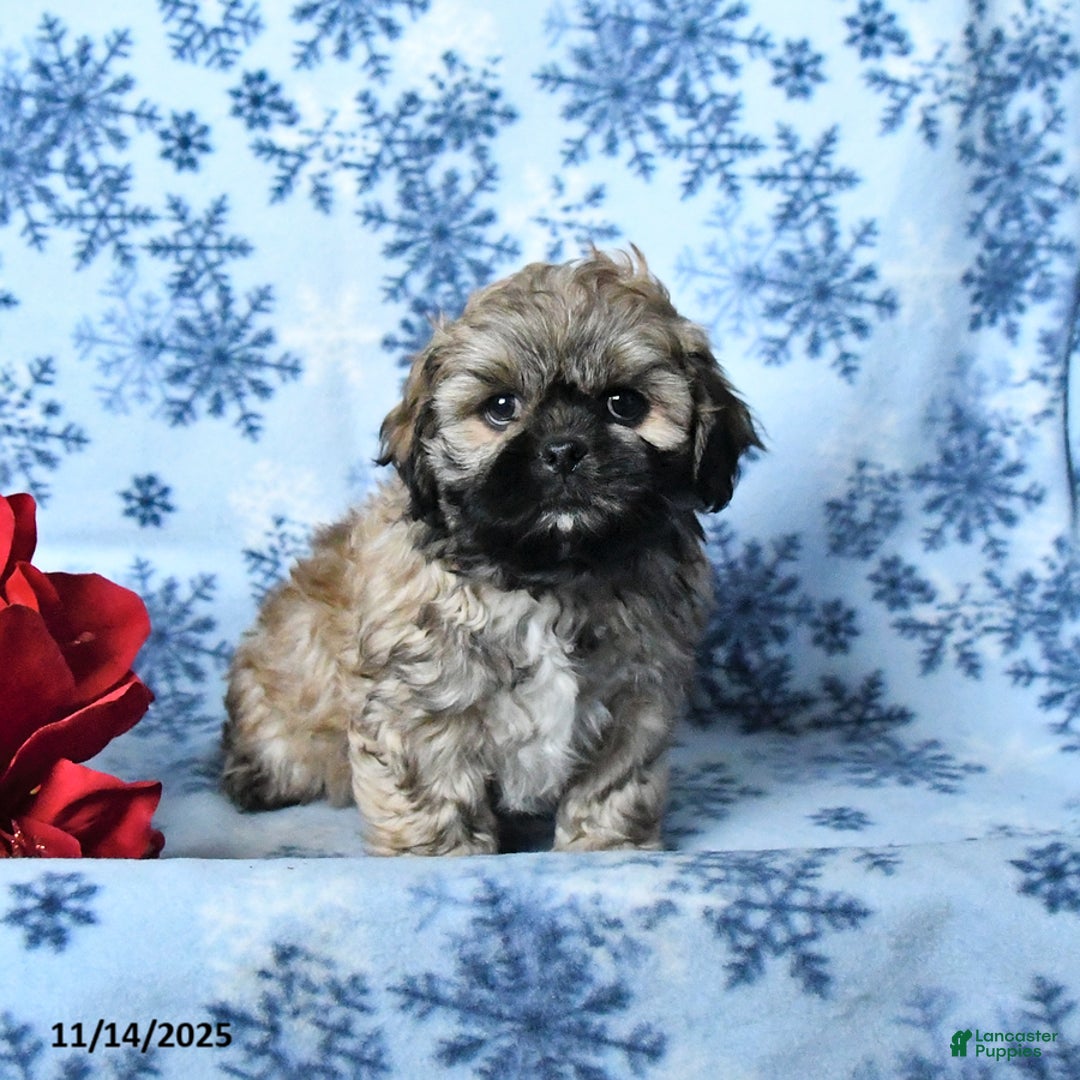 Birch for sale in McClure | Lancaster Puppies