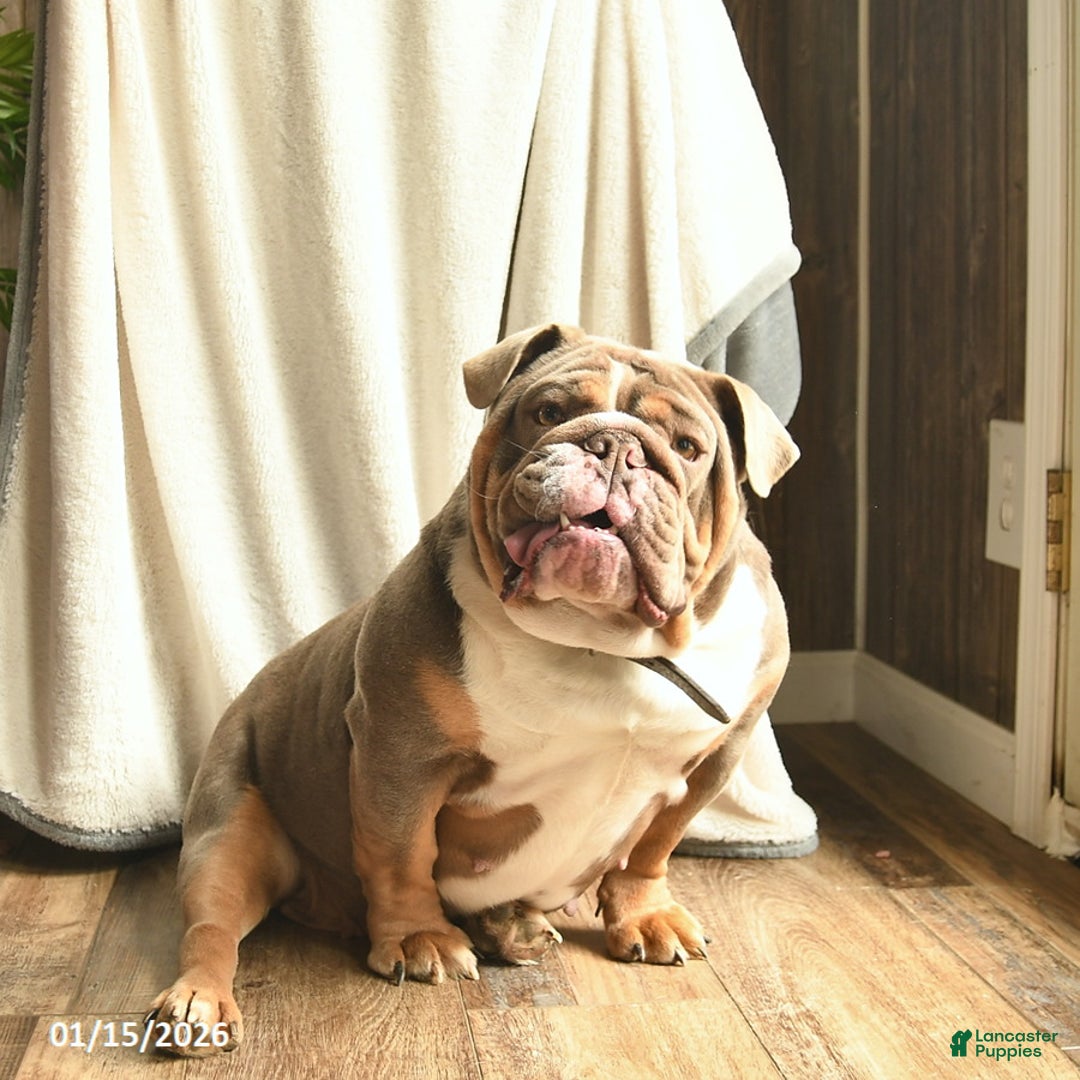 Masie for sale in Lebanon | Lancaster Puppies