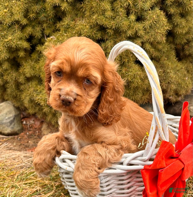 Zacky for sale in Middlebury | Lancaster Puppies