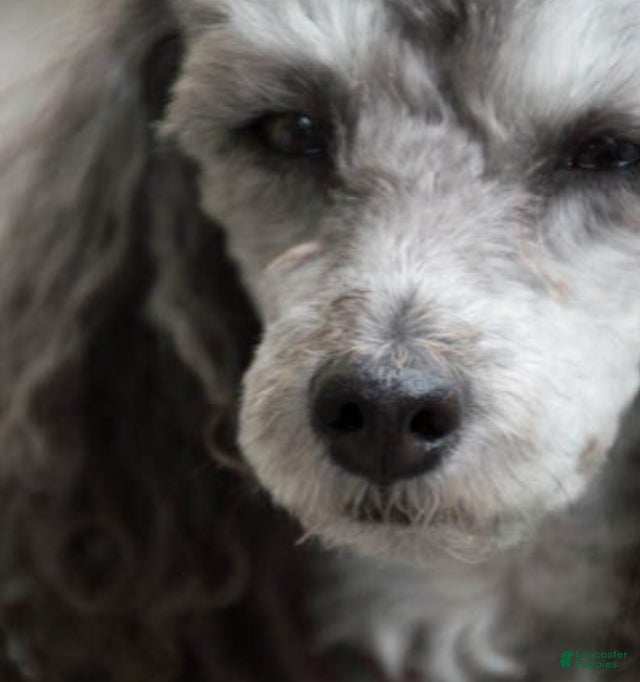 Tiny Tim for sale in Mohnton | Lancaster Puppies