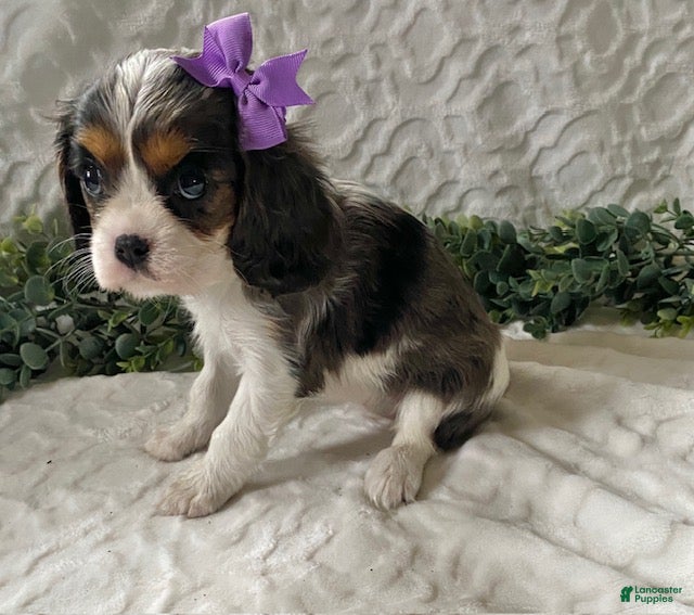 Greta- Blue Merle for sale in Quarryville | Lancaster Puppies