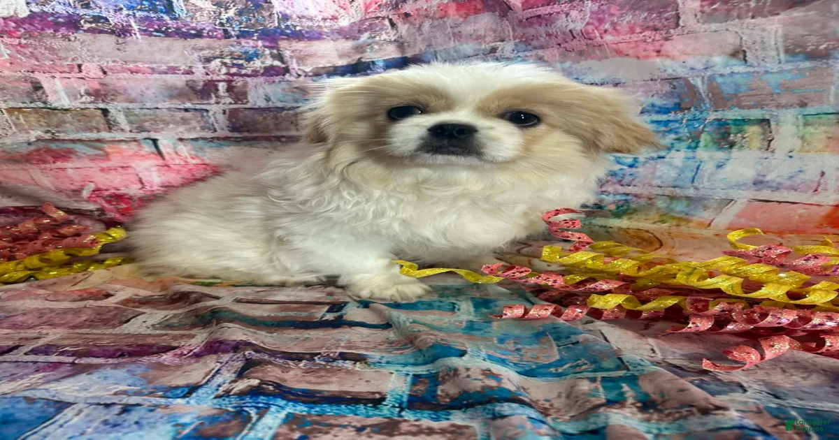 Pekingese Girl 2 Pekingese for sale in | Lancaster Puppies