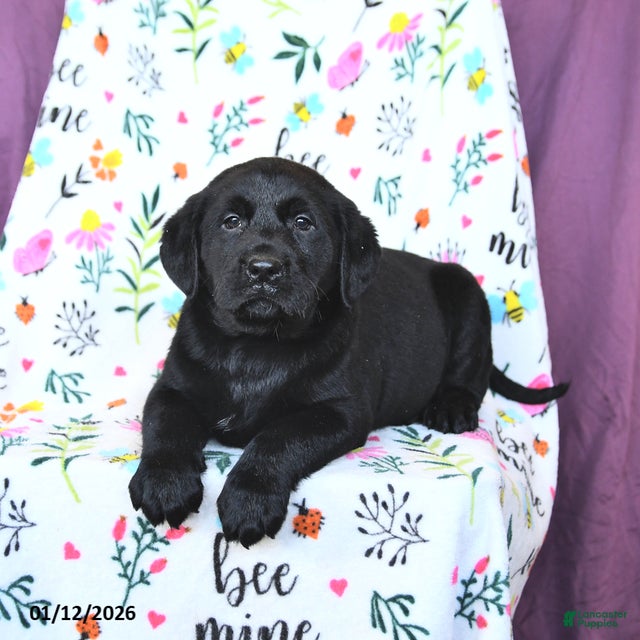 Pearl for sale in Spring Mills | Lancaster Puppies
