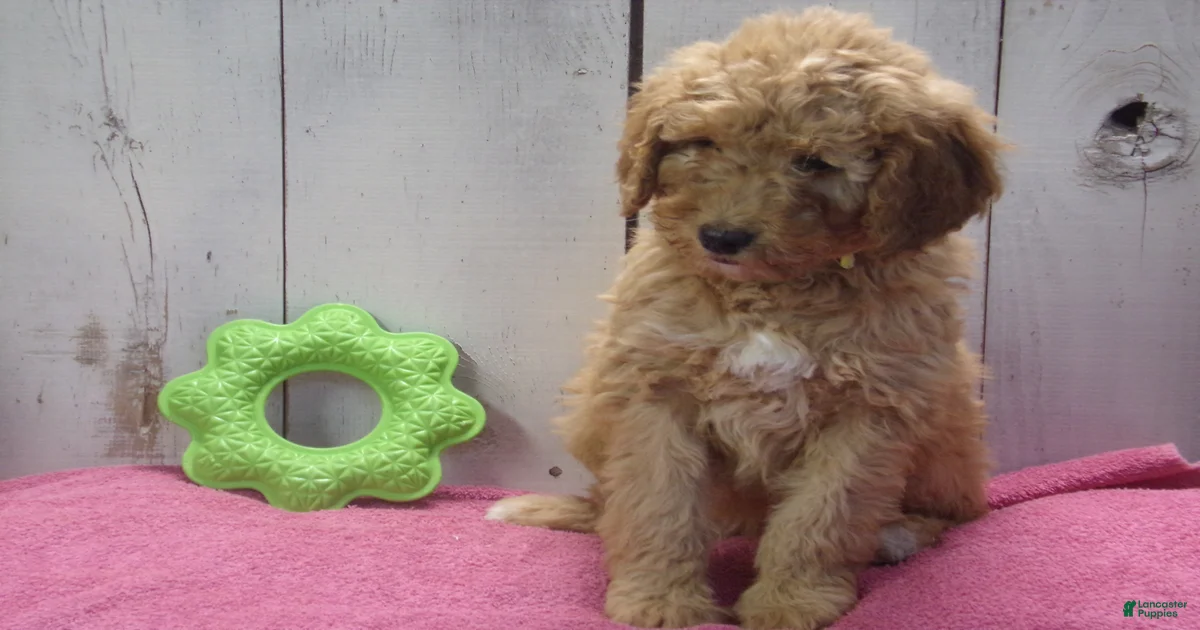 Edith Standard Poodle for sale in Abbotsford | Lancaster Puppies